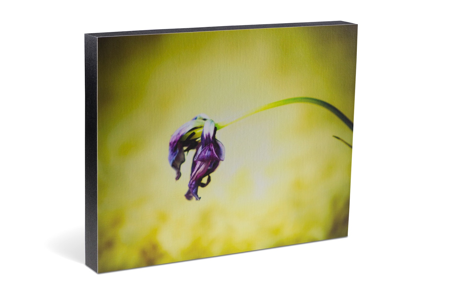 Canvas Prints - WHCC